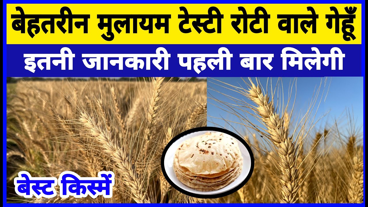 टेस्टी रोटी बनाने के लिए बेस्ट गेहूं की किस्में || Chapati Wheat ...