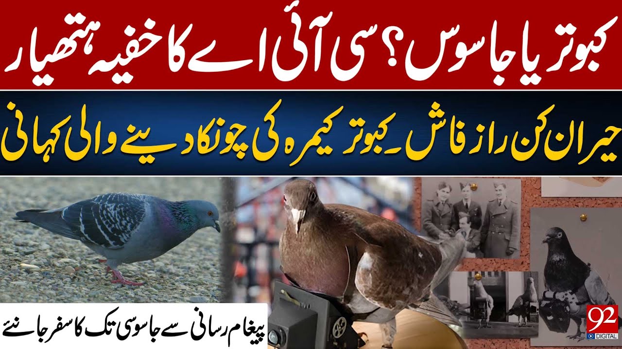 Spy Pigeons? | CIA’s Secret Weapon Revealed | Incredible Story of ...