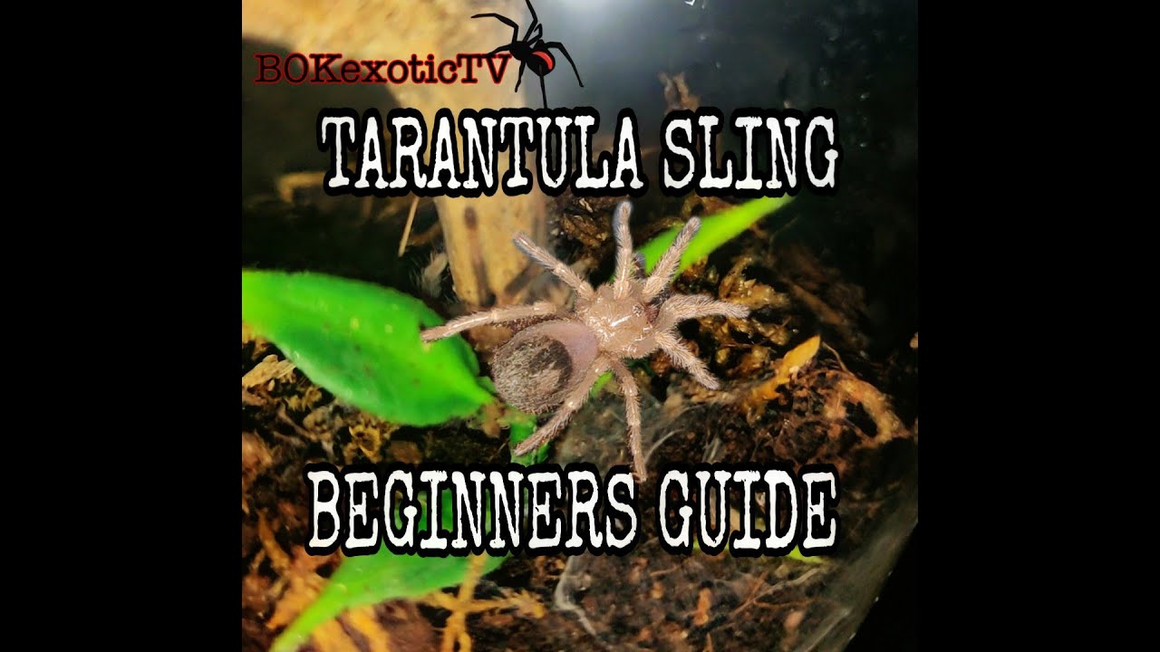 TARANTULA SLING BEGINNERS GUIDE /#10 - YouTube