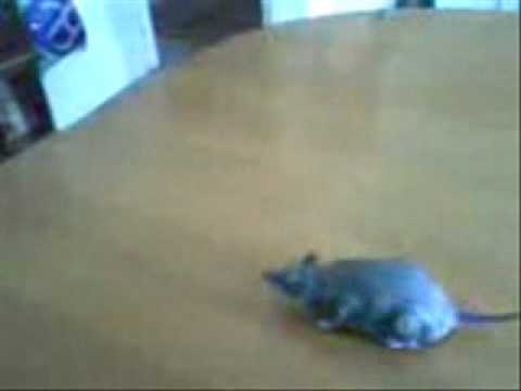 Electric Rat terror - YouTube