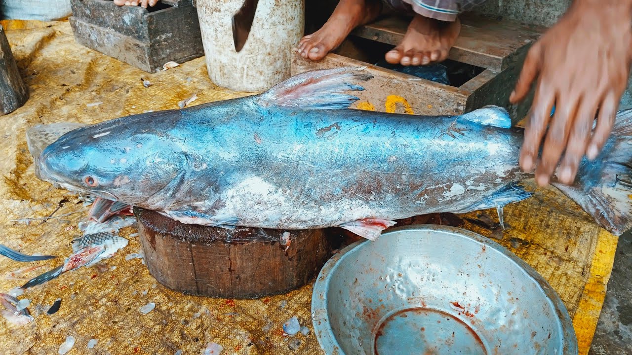 HOW TO CUT AMAZING BIG MOCON TANGRA-মোছন ট‍্যাংড়া (CAT FISH) CUTTING ...
