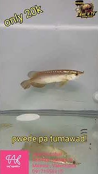24K Full Helmet Arowana - WAF Aquatics - YouTube