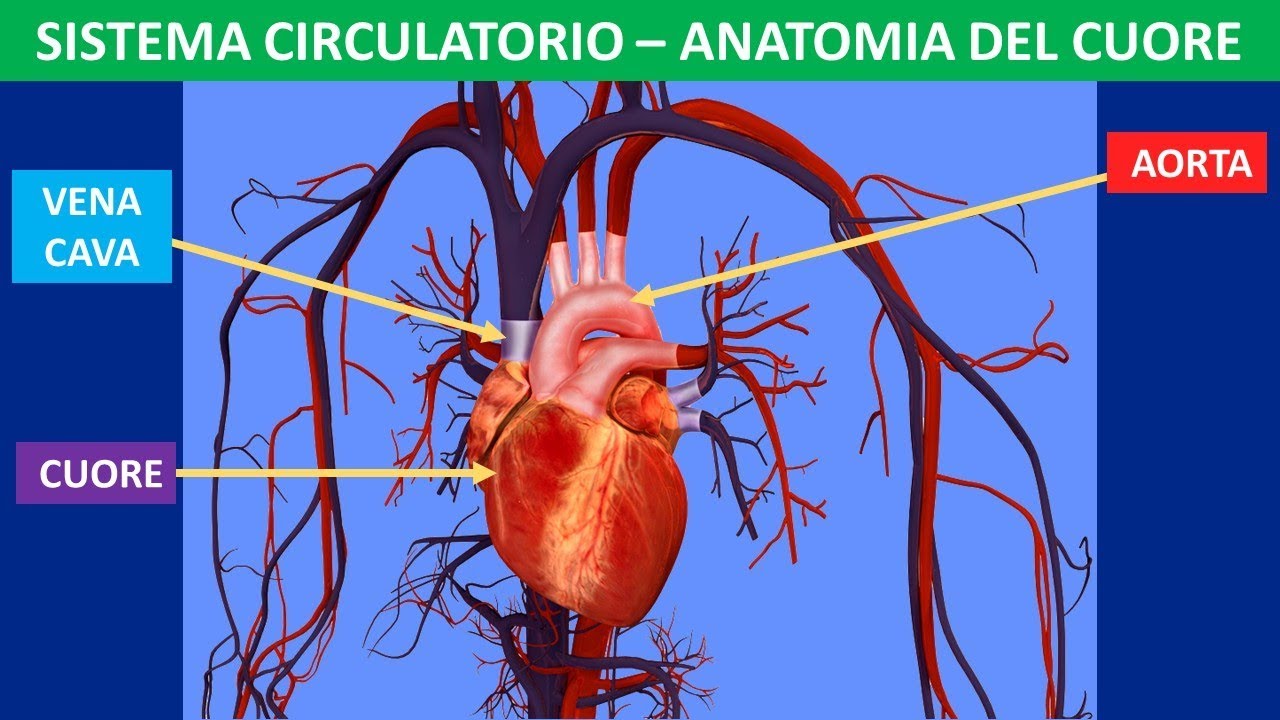 Sistema circolatorio anatomia del cuore - YouTube