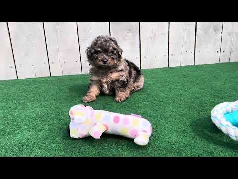 Talia’s mint male week 5