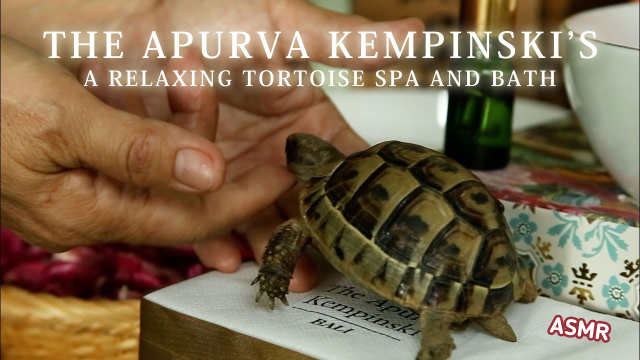 ASMR Turtle Spa: The Apurva Kempinski's Relaxing Bath Rituals for Tortoises🐢💤 - YouTube