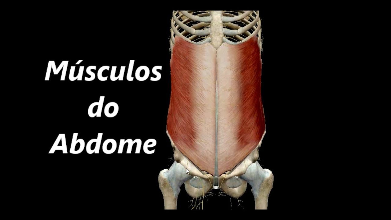 Principais Musculos Do Abdomen - FDPLEARN
