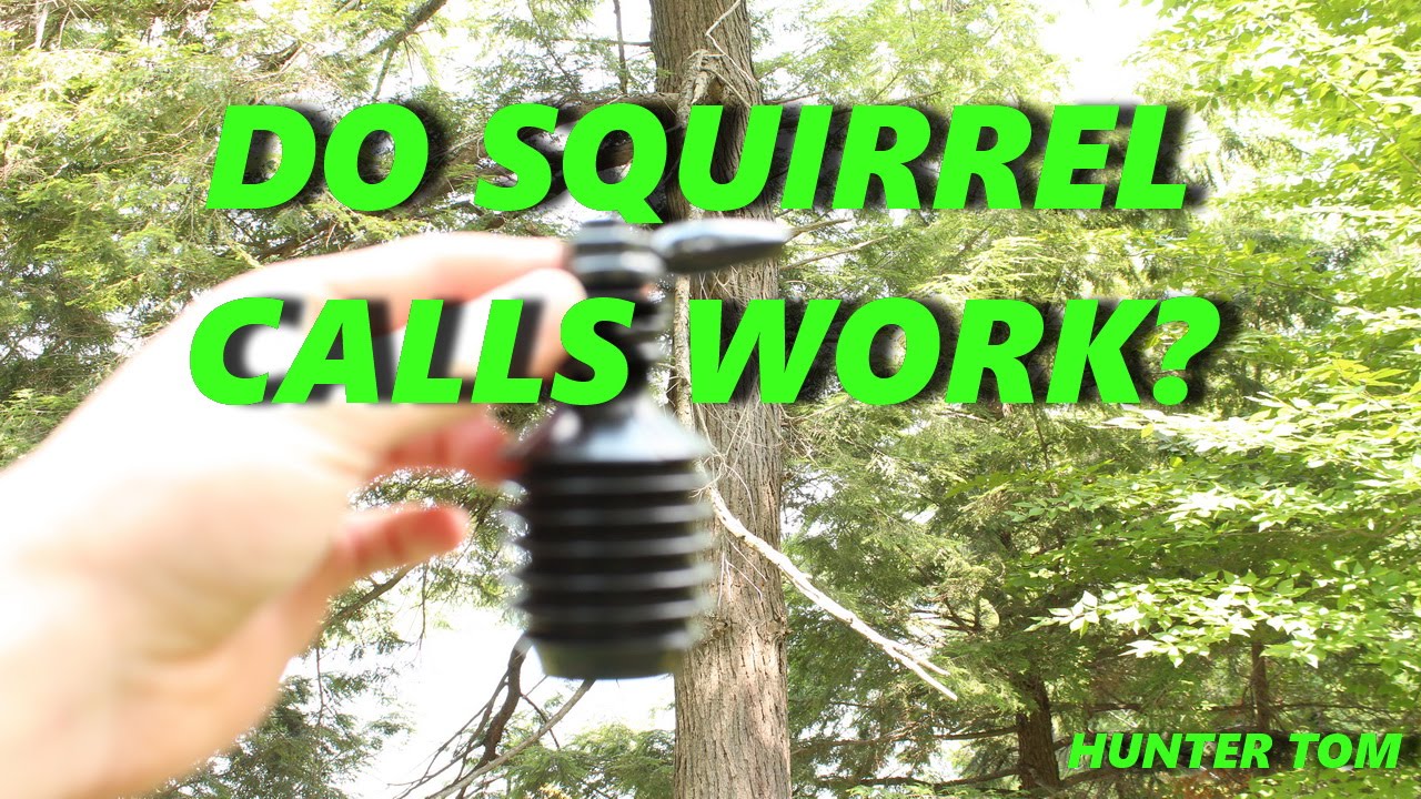 Do Squirrel Calls Work? - YouTube
