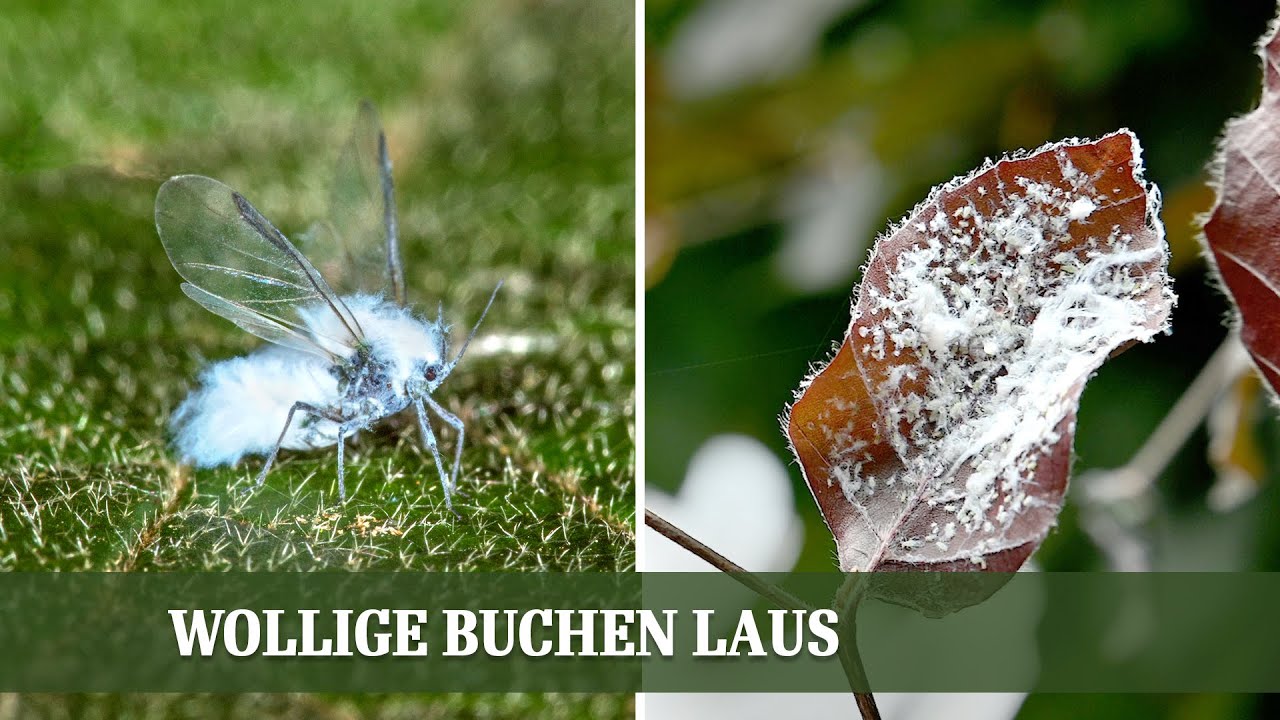 Buchen Wolllaus - Ursachen, Symptome und wirksame Lösungen - YouTube