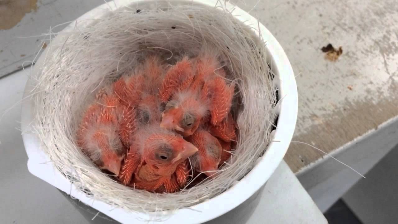 Red ivory canaries - YouTube