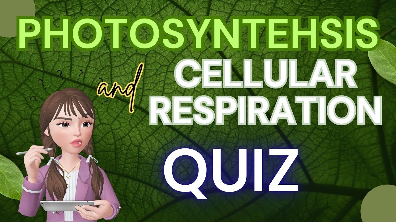 PHOTOSYNTHESIS and CELLULAR RESPIRATION || REVIEW QUESTIONS || SCIENCE ...
