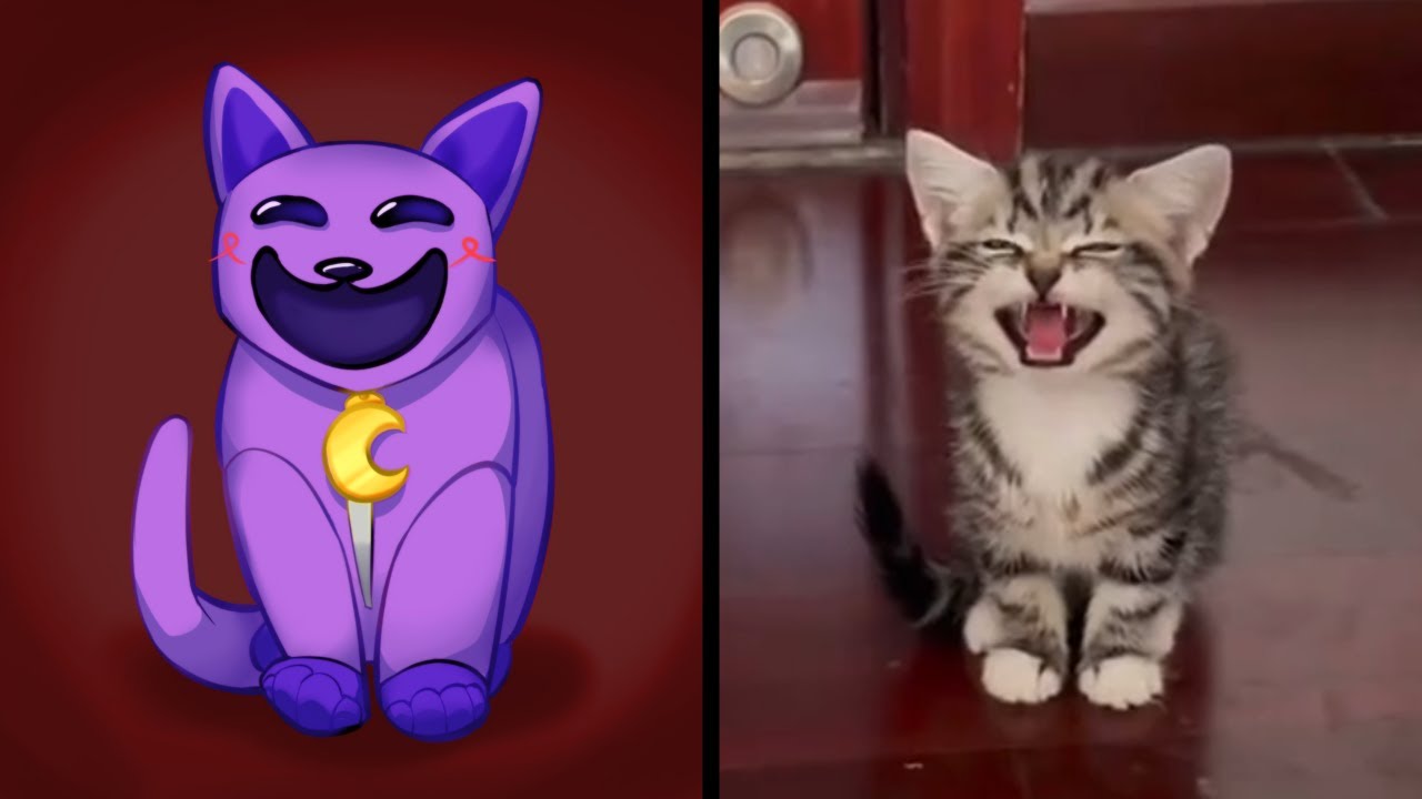 😂Cat Memes: When Your Cat Looks Like CatNap 😅Toothless and Light Fury ...