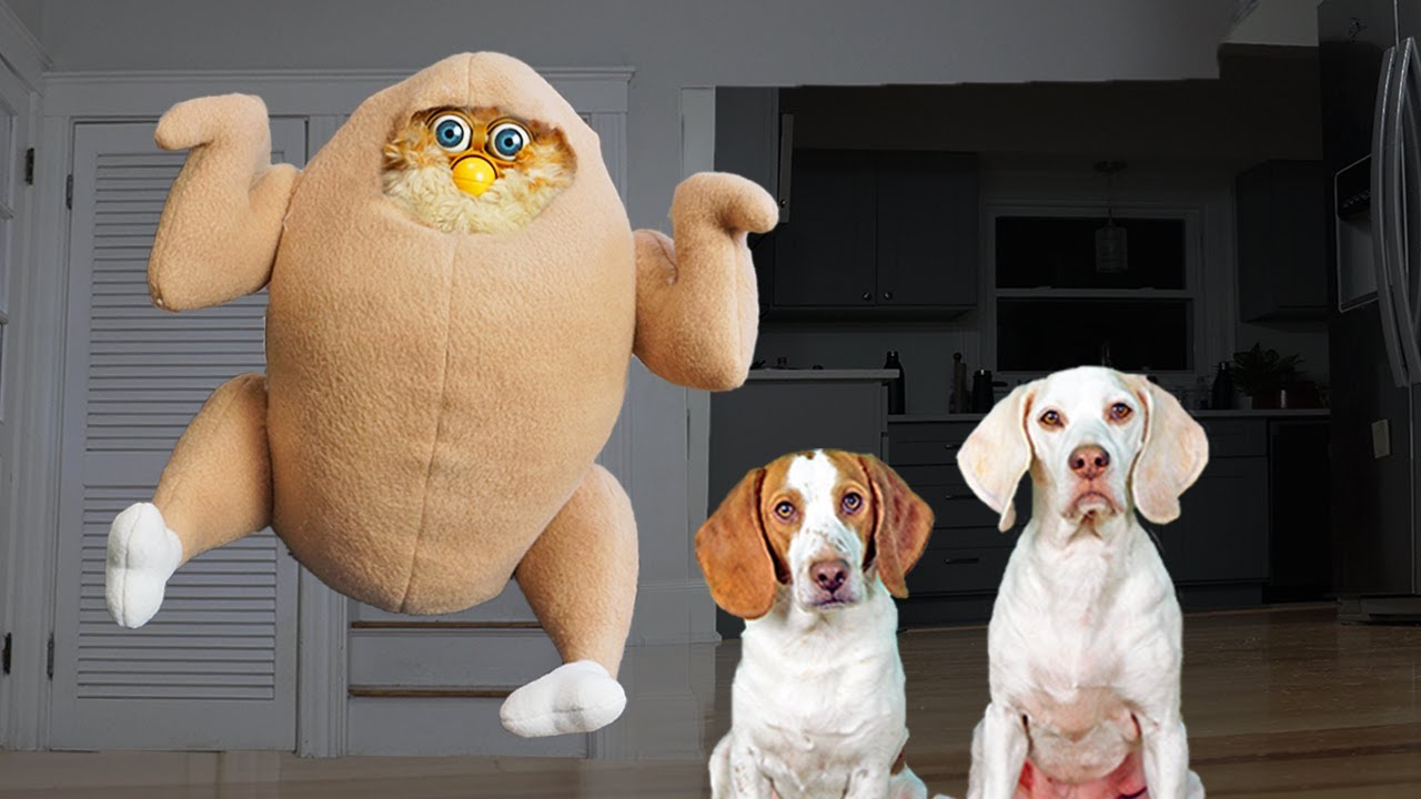 Creepy FURBY Creatures Surprise Dogs! Funny Dogs Maymo, Potpie & Indie ...