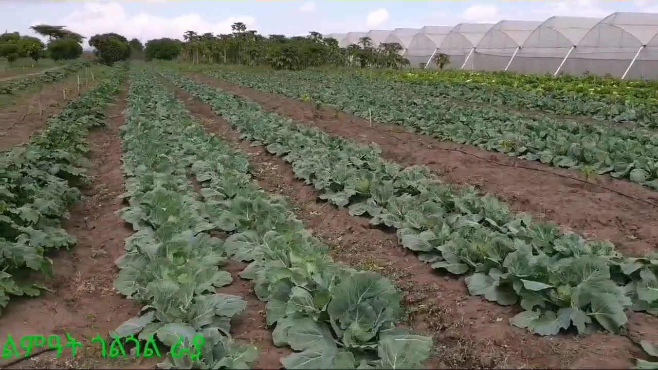 Rara Media ልምዓት ሕርሻ ጎልጎል ራያ 2013 | Agriculture of Raya Tigray 2020 ...