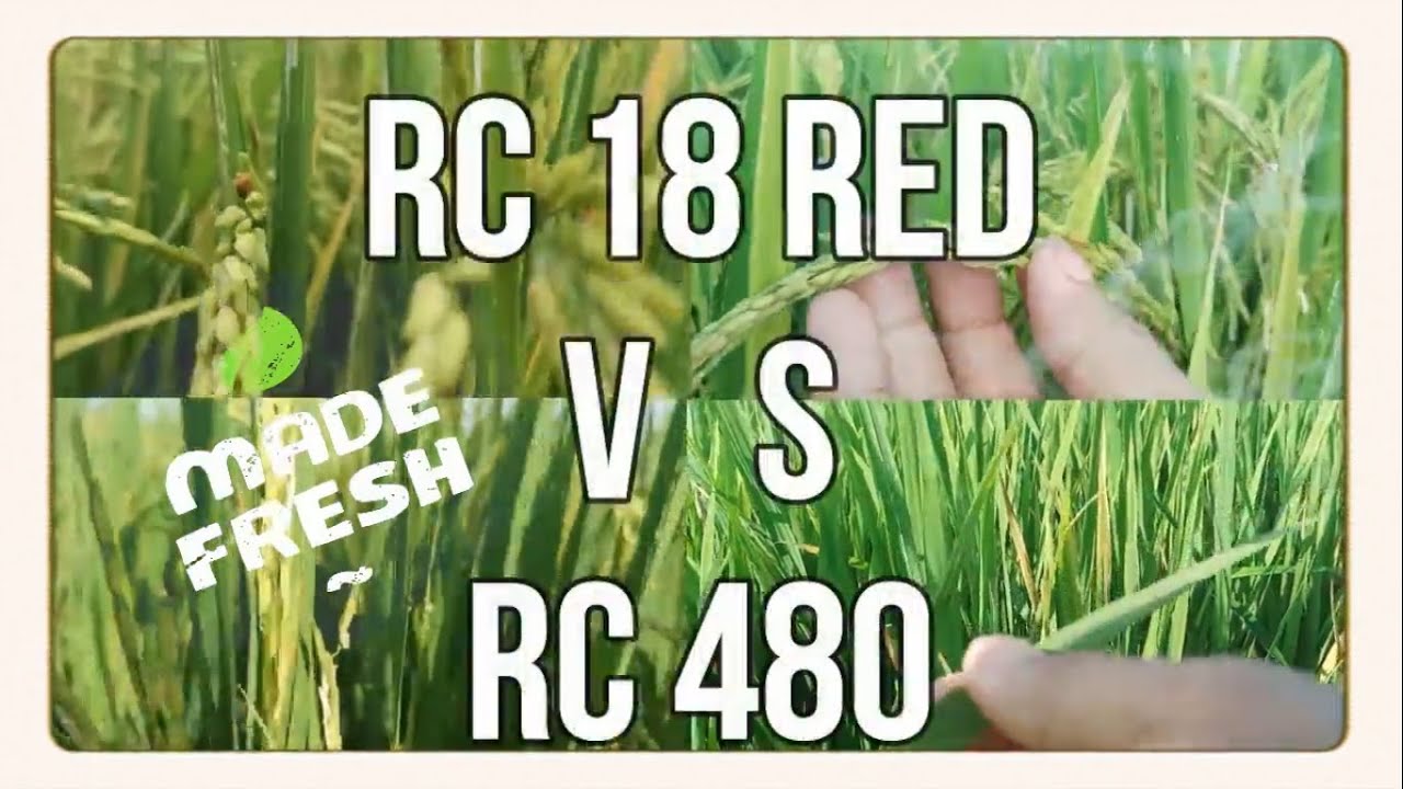 Farming With Sam On RC RED18 V/S RC 480 RICE VARIETY, H.D. 11 / Aug ...
