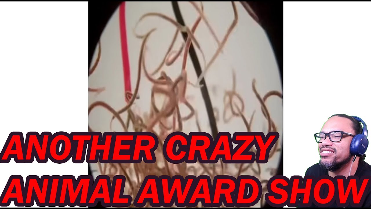 REACTION: True Facts Animal Awards: Tangle Worms, Creepiest Dave & Much ...