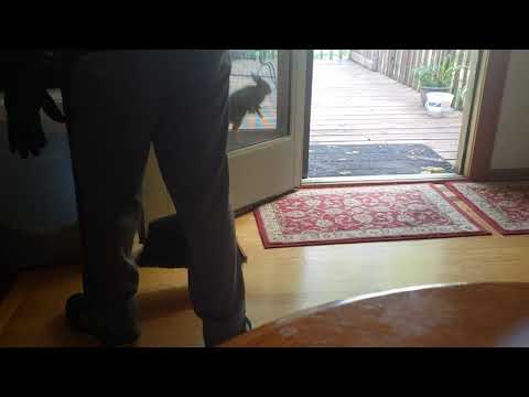 How to catch a wabbit. - YouTube