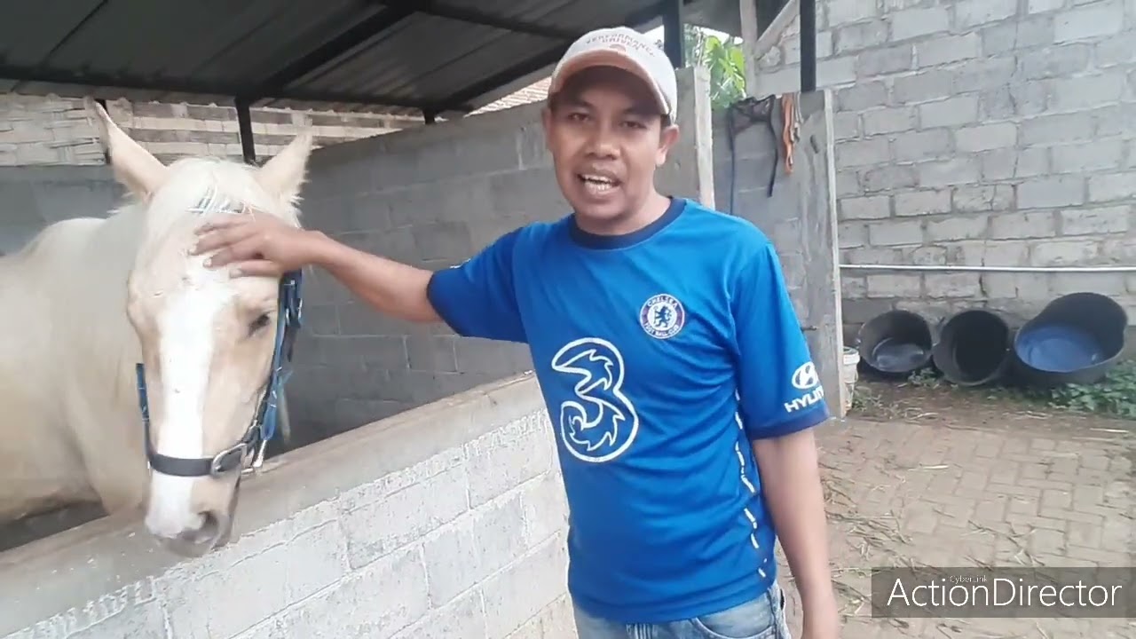 Akibat sepele anakan kuda THB Germany G4 jadi cacat mata - YouTube