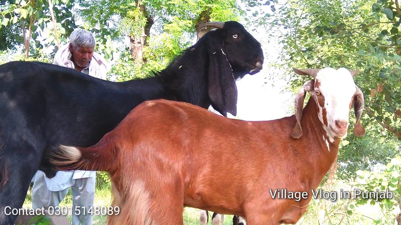 Pure desi Bakre for sale // low price bakra point // Best time for Eid ...
