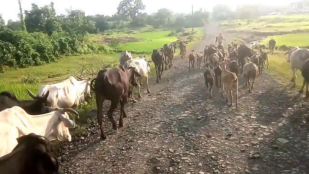 Shankar Waterfalls # Willson Hill # Dharampur # - YouTube
