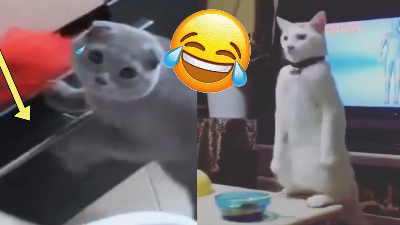 help!!! 🤣🤣🤣 please i'm dying watching these funniest cats - Dow cats ...