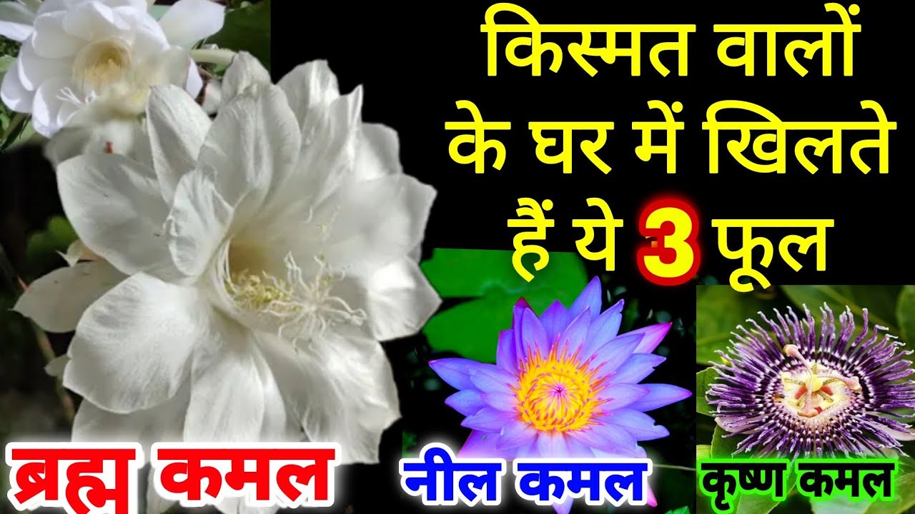 किस्मत वालों के घर खिलते हैं ये 3 फूल/ Braham kamal, Neel kamal, Krishna kamal/Vastu tips ghar ...