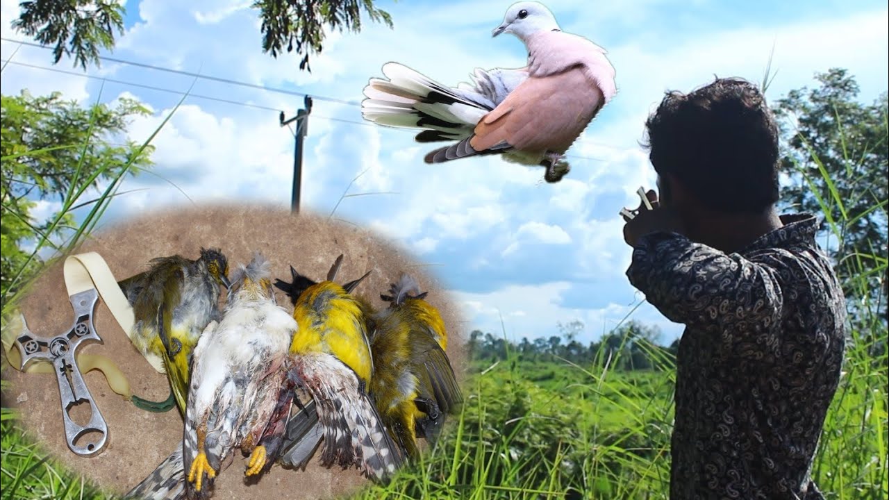 Bro Slingshot- Bird Hunting using new slingshot - YouTube