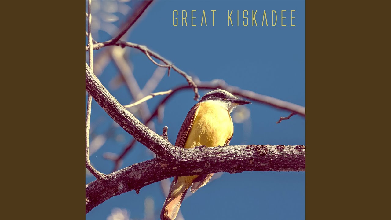 Great Kiskadee - YouTube