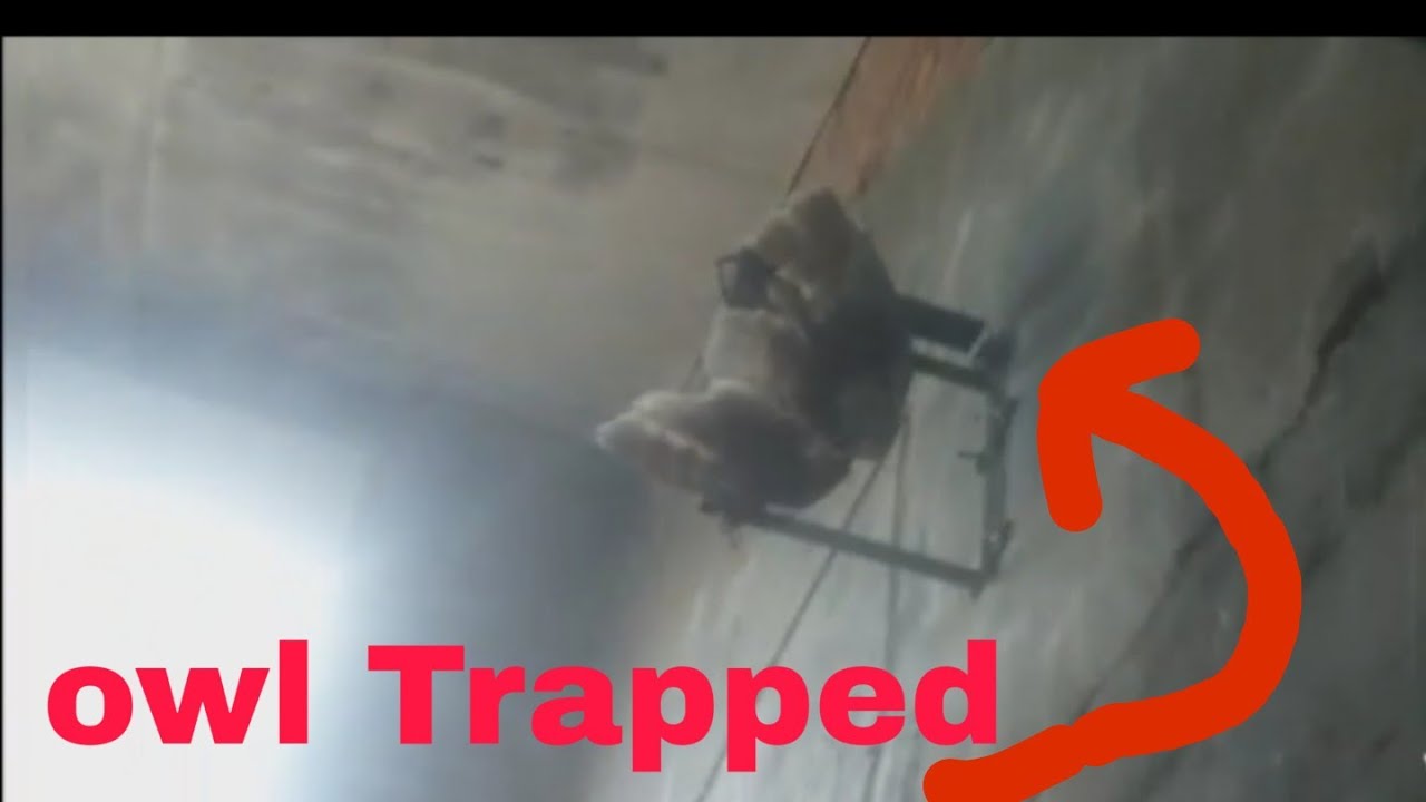 How can trap owl easily at home? Best IDIA to trap owl. - YouTube