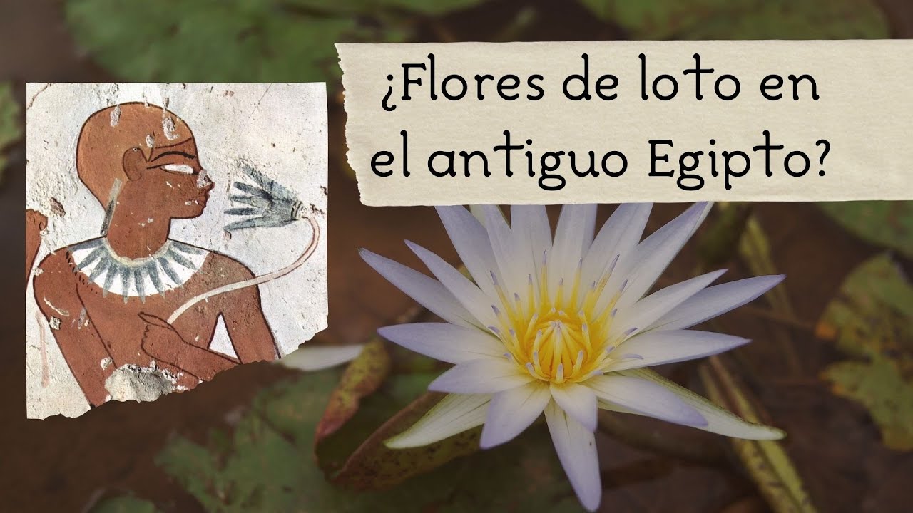 ¿Flores de loto en el antiguo Egipto? Descubre la (botánica) verdad ...