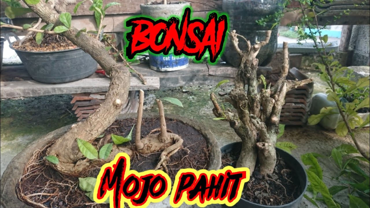 bahan bonsai maja(mojo)#koncobonsai#maja#mojo - YouTube