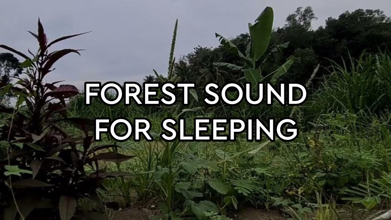 Calm Forest Sounds No Music || For Sleep, Relax, Meditation And Healing - YouTube