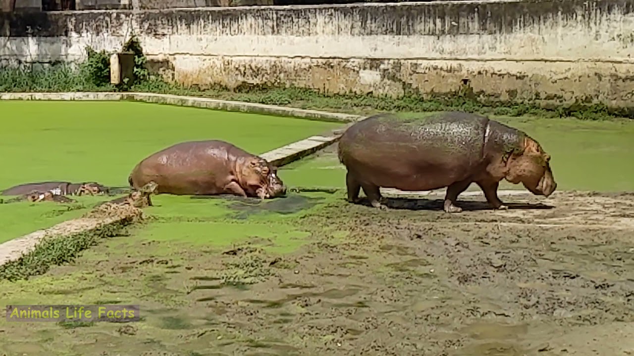 How big size Jolhosti! || Hippo || jolhosti || Hippo Eating Grass ...