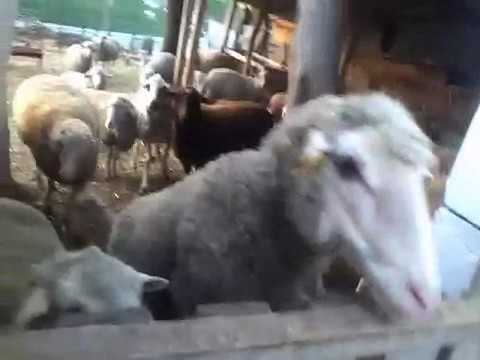 koyun cani annem koyunlara gittim ot yerken koyunlar cektim koyun ot yemek koyun gitti annem koyun o