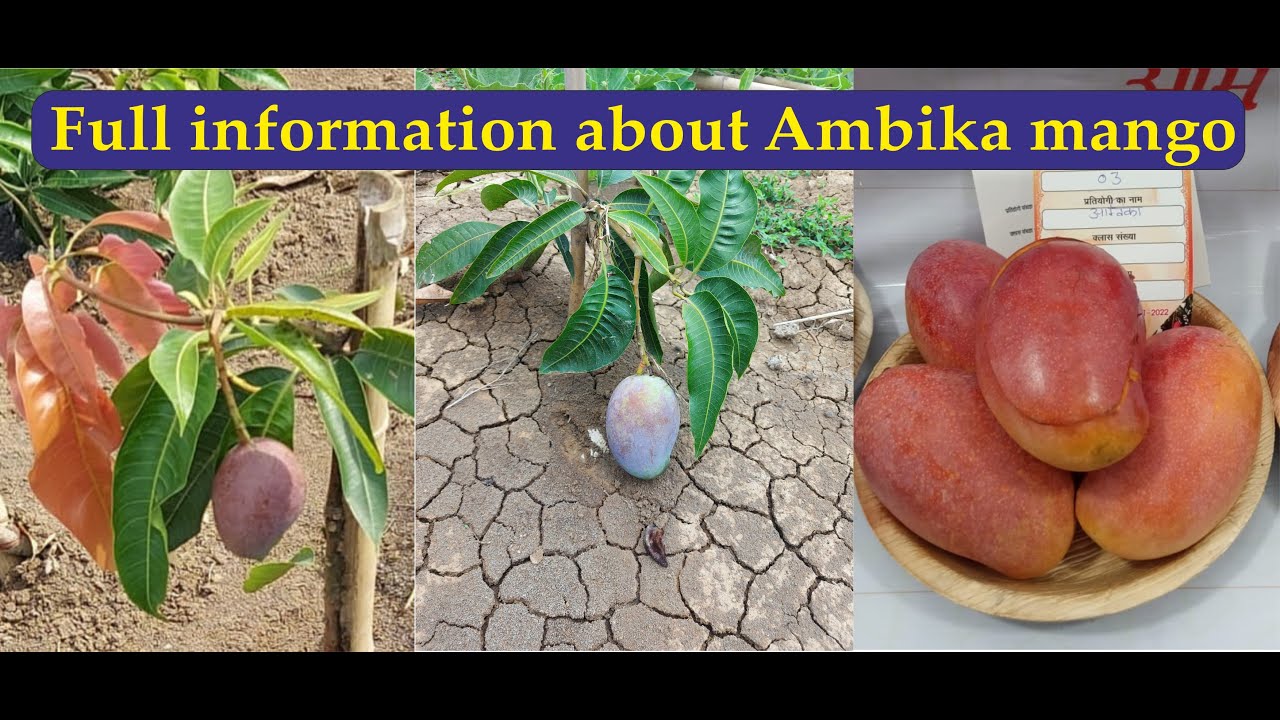 Full information about Ambika mango Neela's garden update video - YouTube