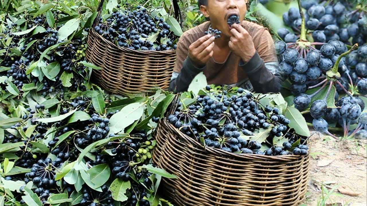 Finding Wild fruits in forest (Rumduol fruit) Yummy Eating Food No ...