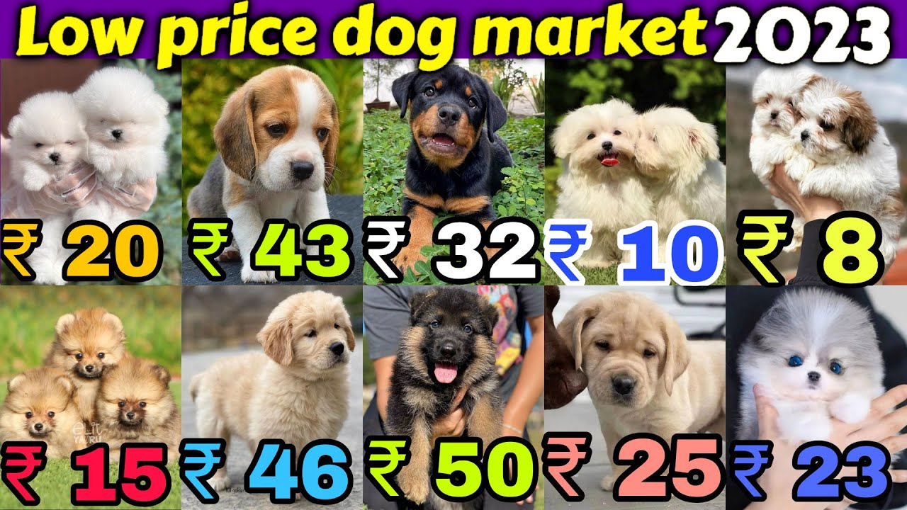 ₹10, ₹20, ₹50 Cheapest Dog Market in India! 🐶+ Free Home Delivery 🏡🚚 ...
