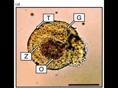 Neurulasi dan Organogenesis Part-2 - YouTube