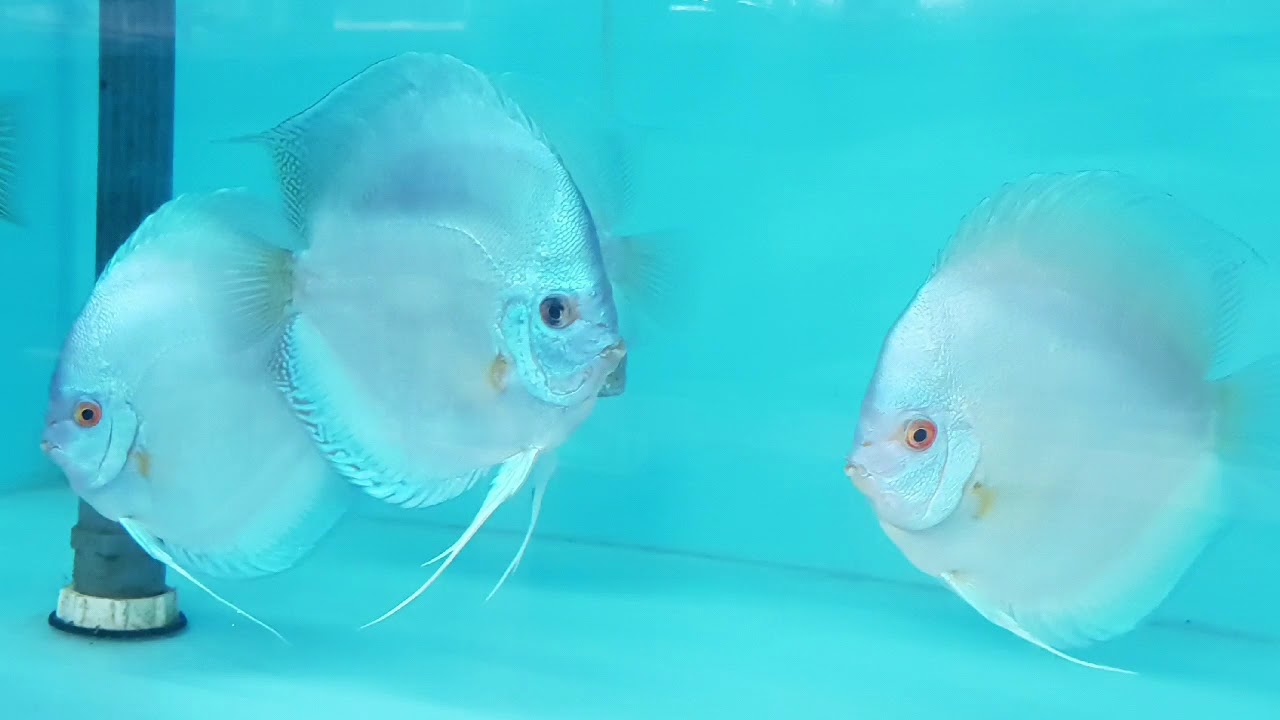 Super Blue Angel and Cobalt Blue Discus - YouTube