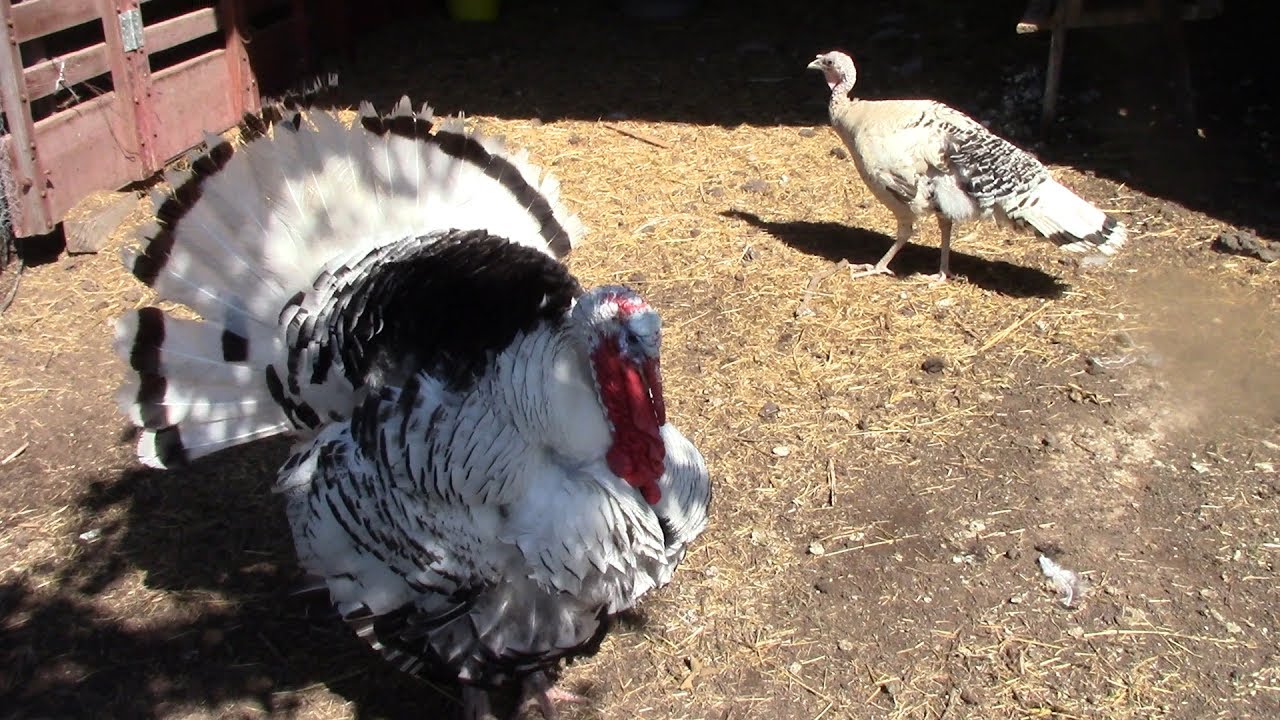 Bad News- Turkeys, But On A Brighter Note- Berry Pie! - YouTube