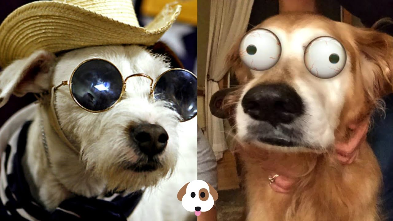 funny dogs - cute and very funny dogs video compilation #3 | ZoZo Pets ...