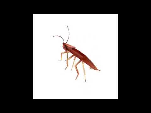 Dancing roach 1 hour - YouTube