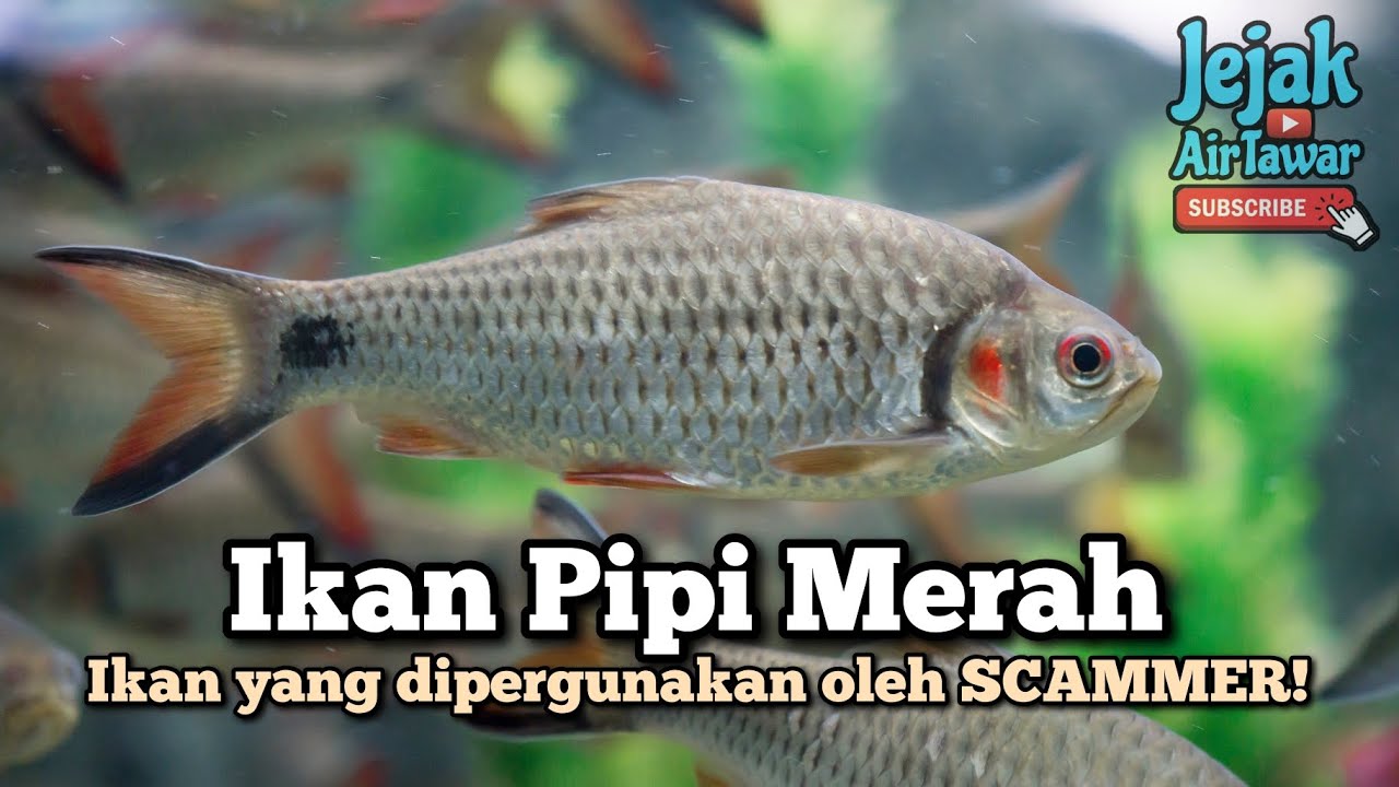 Ikan pipi merah - YouTube