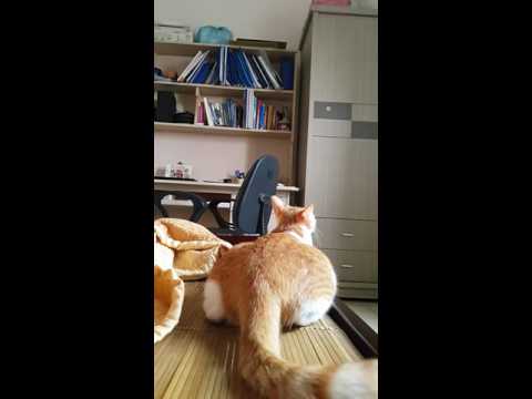 Khoe mông và ngoáy đuôi