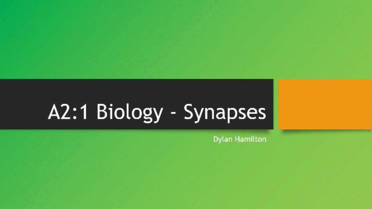 120 Synapses Biology Notes For A Level