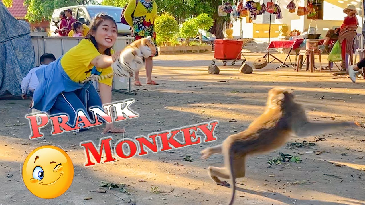 Fake Tiger Prank Monkey So Funny in 2020 Clip 3 - YouTube