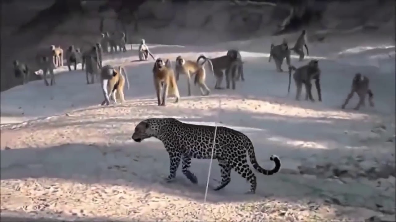 TOP 10 Leopard Hunting Scenes || Wild Animal Video Official - YouTube