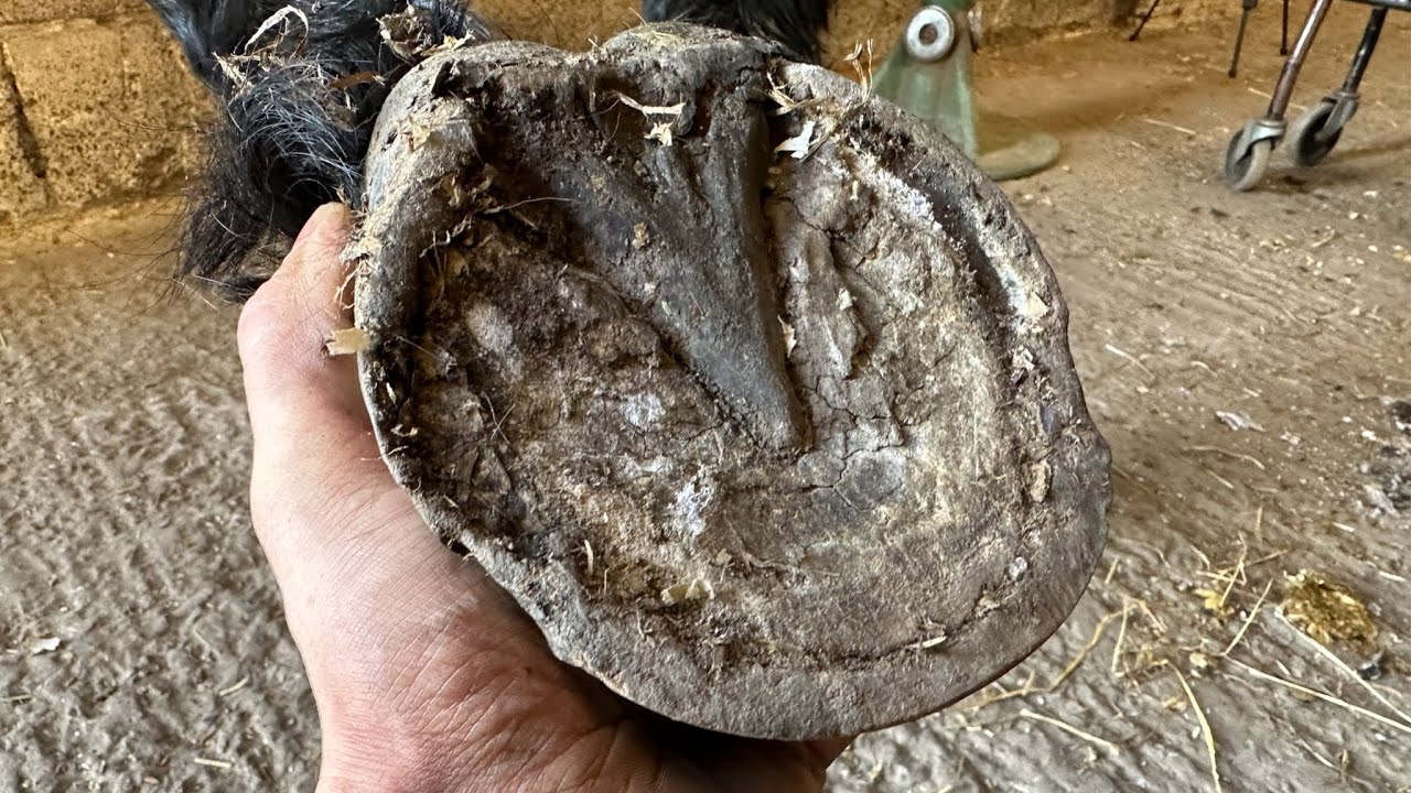 Helping This Poor Hoof With Hoof Gel And Shoes. (Hoof Restoration ...