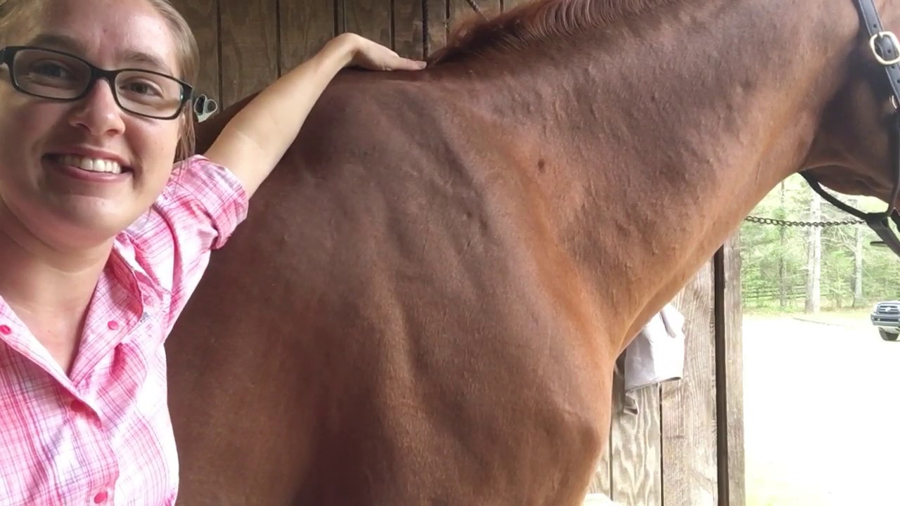 GV14 Acupressure Point in Horses | Support for Neck Health, Fevers ...