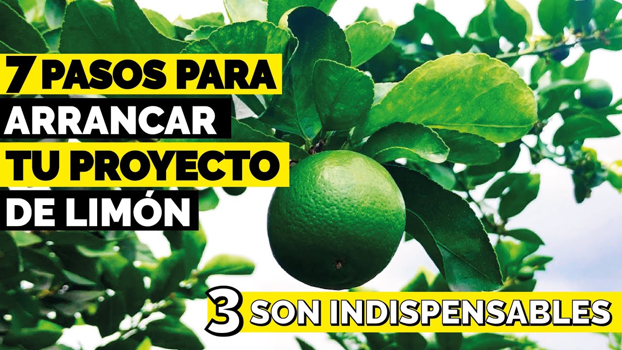 ¿Comó tener un ÁRBOL o CULTIVO de LIMÓN? paso a paso 2022 - YouTube