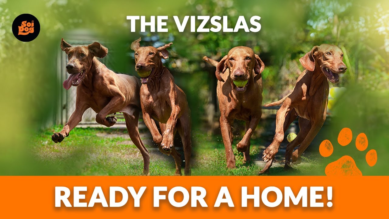 Introducing The Vizslas! - YouTube